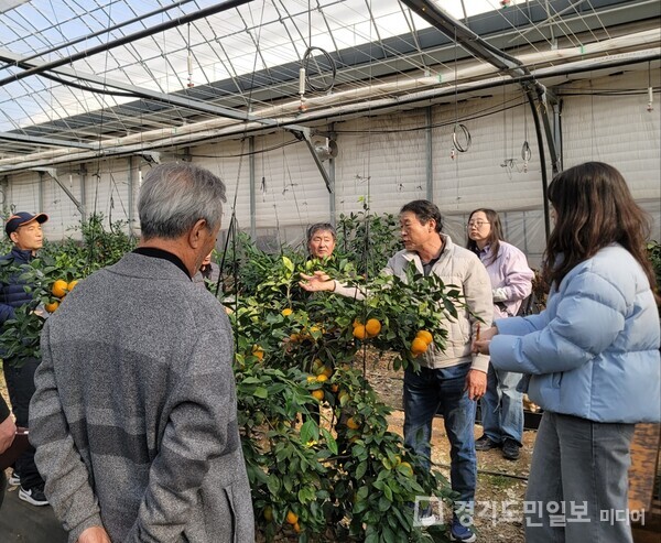 광주시농기센터, 감귤 재배 겨울전정 현장 자문