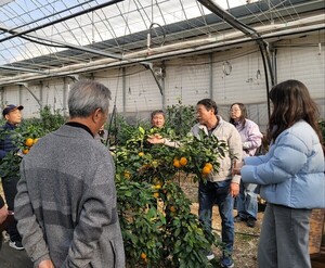 광주시농기센터, 감귤 재배 겨울전정 현장 자문